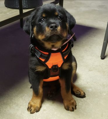 Von Der Hing Rottweilers