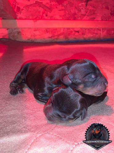 Von Der Hing Rottweilers