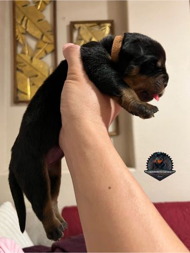 Pure Bred German Rottweiler Puppies - Von Der Hing Rottweilers