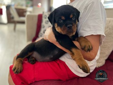 Von Der Hing Rottweilers