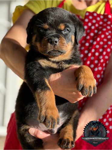 Pure Bred German Rottweiler Puppies - Von Der Hing Rottweilers