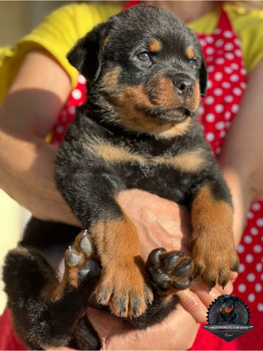 Pure Bred German Rottweiler Puppies - Von Der Hing Rottweilers