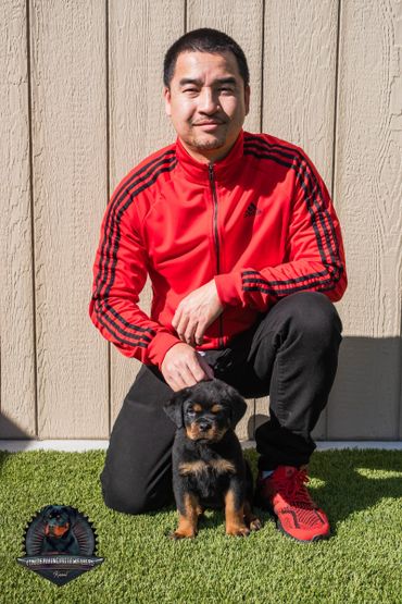 Pure Bred German Rottweiler Puppies - Von Der Hing Rottweilers