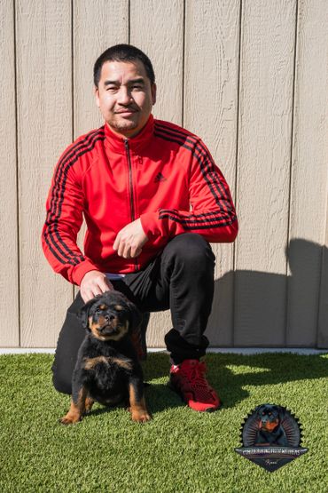 Pure Bred German Rottweiler Puppies - Von Der Hing Rottweilers