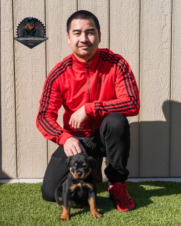 Pure Bred German Rottweiler Puppies - Von Der Hing Rottweilers