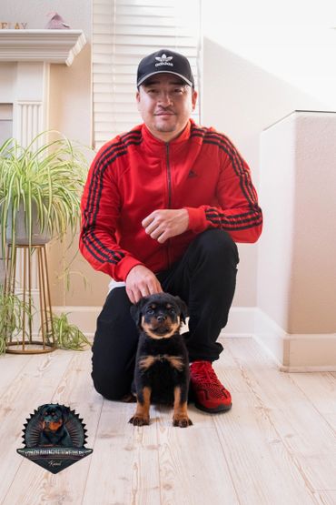 Pure Bred German Rottweiler Puppies - Von Der Hing Rottweilers