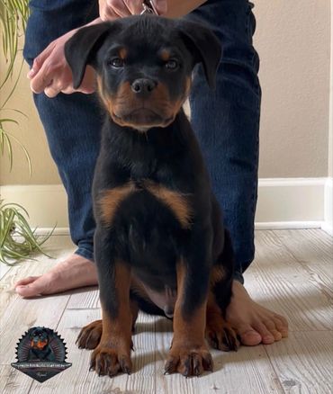 Pure Bred German Rottweiler Puppies - Von Der Hing Rottweilers