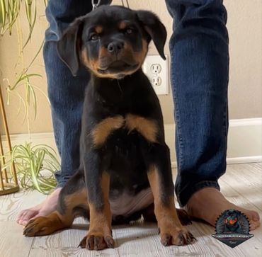 Pure Bred German Rottweiler Puppies - Von Der Hing Rottweilers
