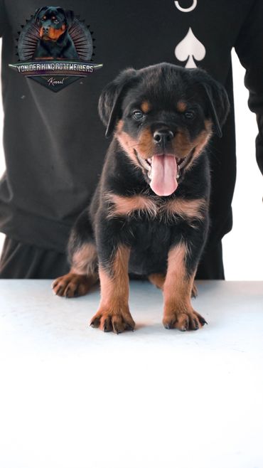 Pure Bred German Rottweiler Puppies - Von Der Hing Rottweilers