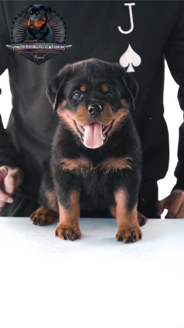 Pure Bred German Rottweiler Puppies - Von Der Hing Rottweilers