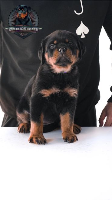 Pure Bred German Rottweiler Puppies - Von Der Hing Rottweilers