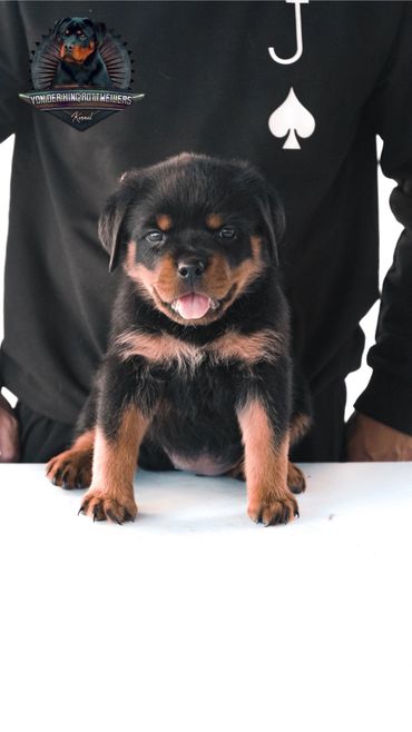 Pure Bred German Rottweiler Puppies - Von Der Hing Rottweilers