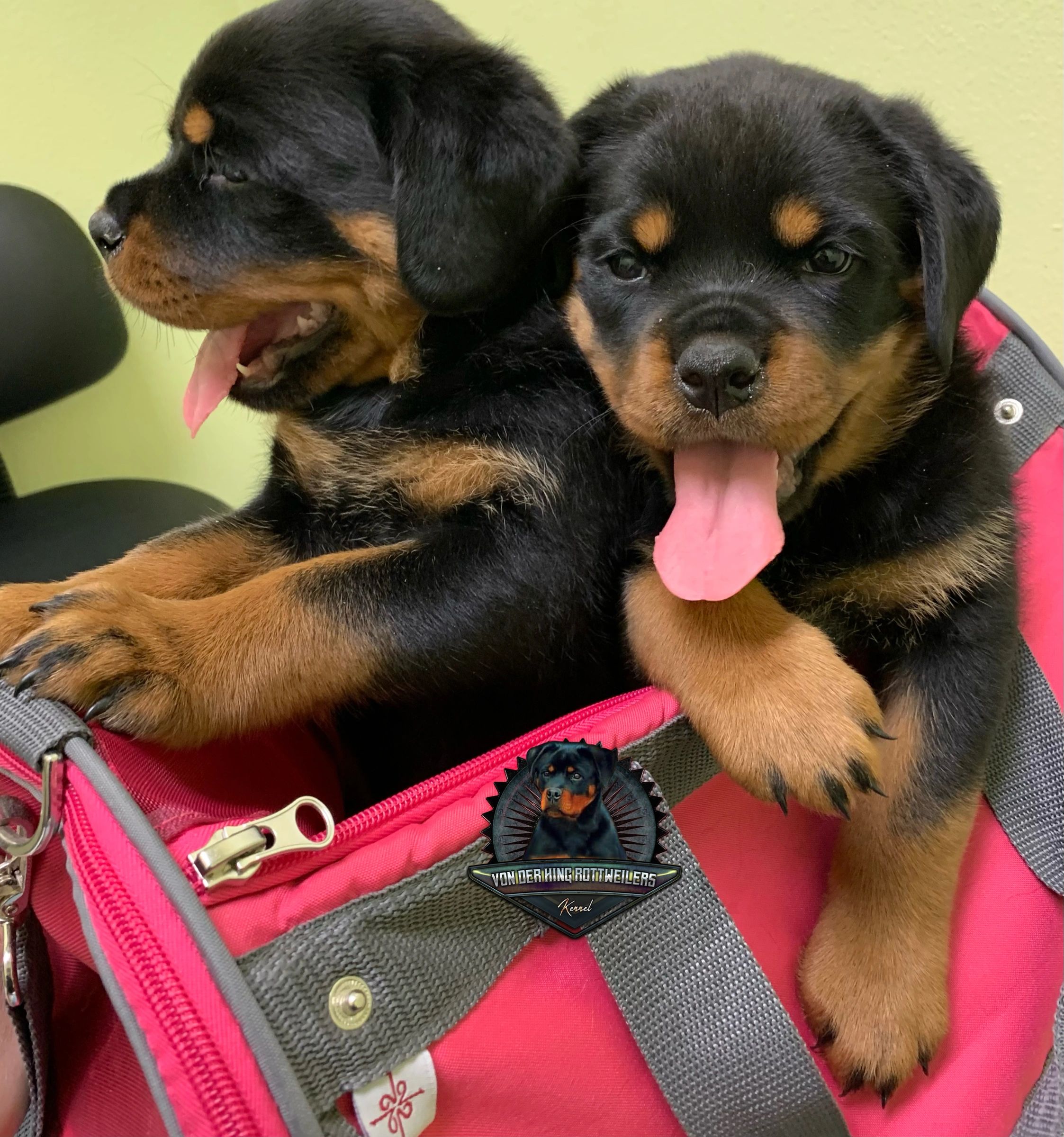 Von Der Hing Rottweilers