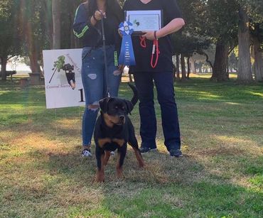 Pure Bred German Rottweiler Puppies - Von Der Hing Rottweilers