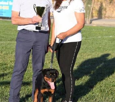 Pure Bred German Rottweiler Puppies - Von Der Hing Rottweilers