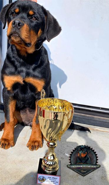 Pure Bred German Rottweiler Puppies - Von Der Hing Rottweilers