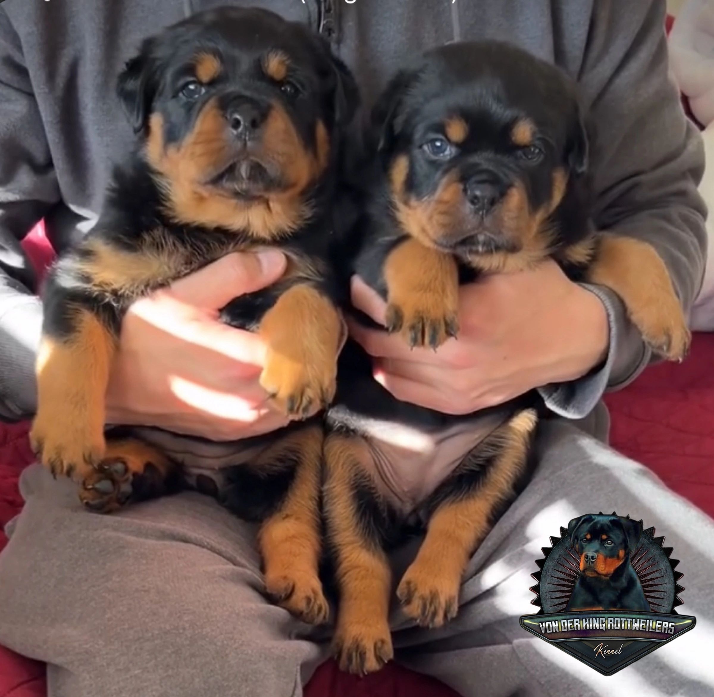Pure Bred German Rottweiler Puppies - Von Der Hing Rottweilers