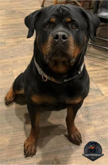 Pure Bred German Rottweiler Puppies - Von Der Hing Rottweilers