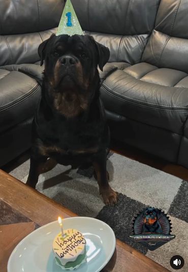 Pure Bred German Rottweiler Puppies - Von Der Hing Rottweilers