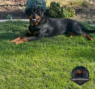 Pure Bred German Rottweiler Puppies - Von Der Hing Rottweilers