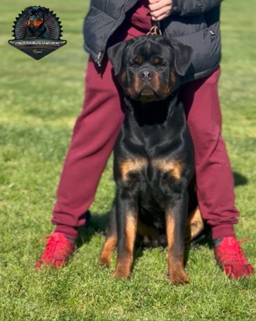Pure Bred German Rottweiler Puppies - Von Der Hing Rottweilers