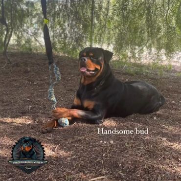 Pure Bred German Rottweiler Puppies - Von Der Hing Rottweilers