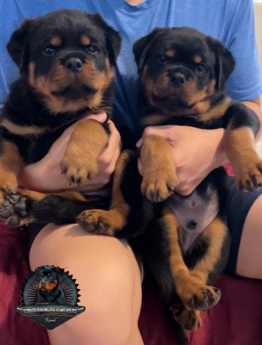 Pure Bred German Rottweiler Puppies - Von Der Hing Rottweilers