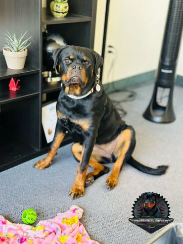 Pure Bred German Rottweiler Puppies - Von Der Hing Rottweilers