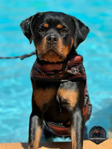 Pure Bred German Rottweiler Puppies - Von Der Hing Rottweilers