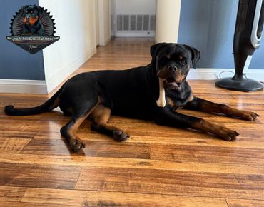 Pure Bred German Rottweiler Puppies - Von Der Hing Rottweilers