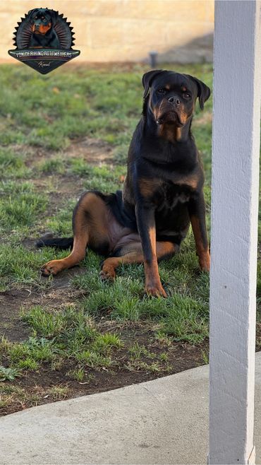 Pure Bred German Rottweiler Puppies - Von Der Hing Rottweilers