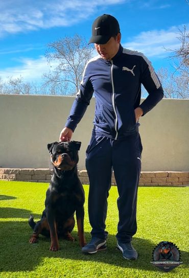 Pure Bred German Rottweiler Puppies - Von Der Hing Rottweilers