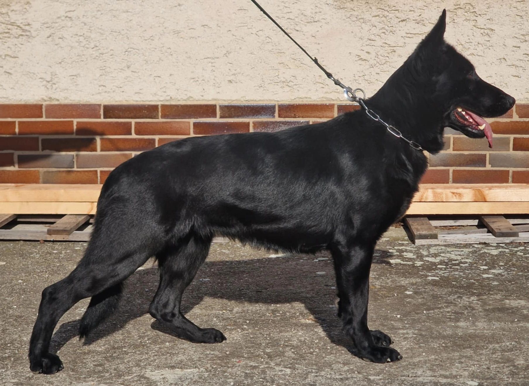 Expert Dog Training Services in Elysian Fields, TX
