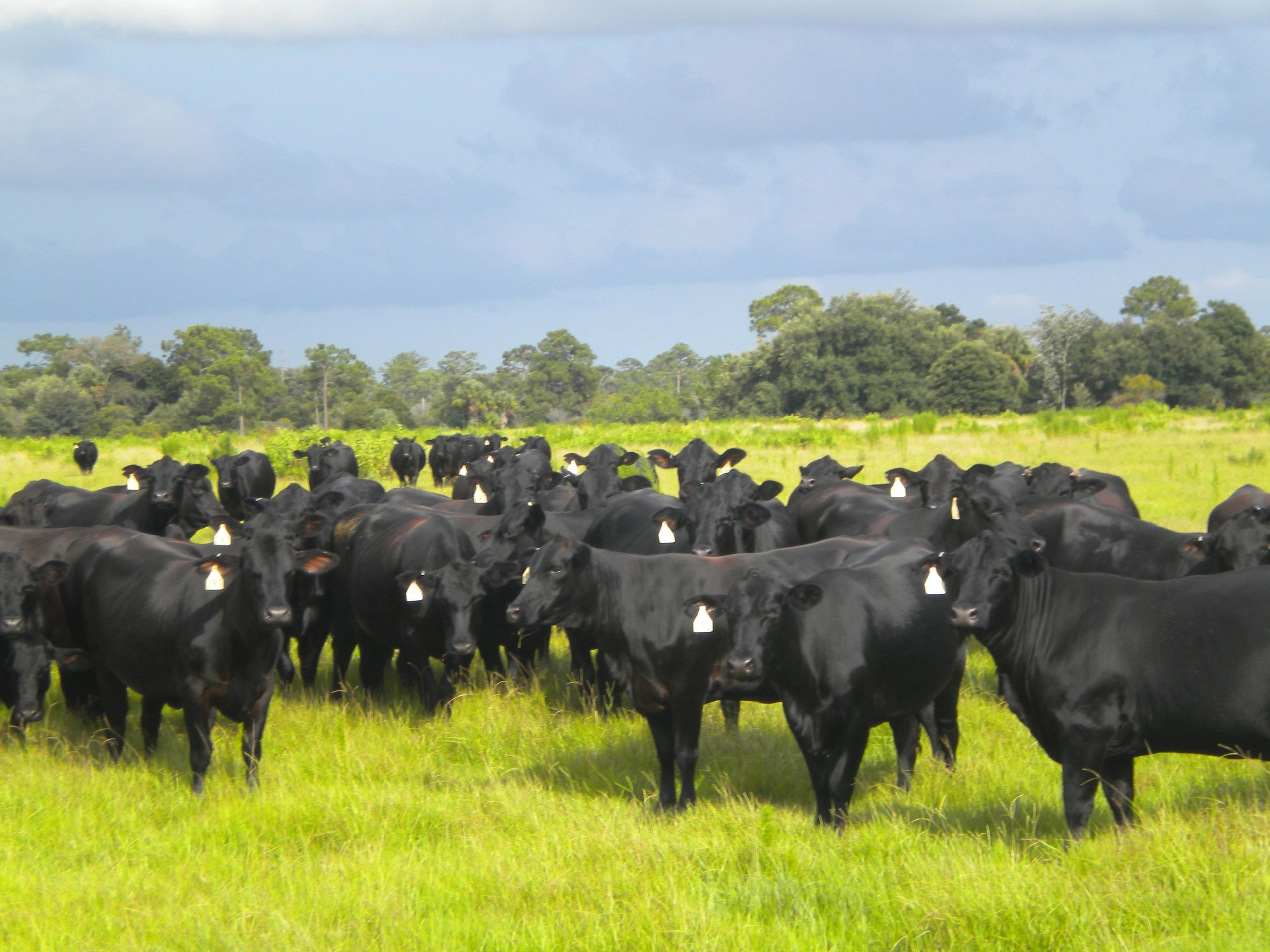 Williamson Cattle Company