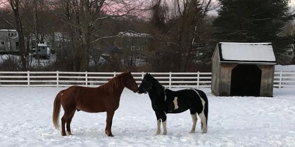 Horse Riding Lessons - Cape Ledge Farm