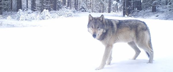 Endangered Species Protections Restored For Western Oregon Wolves