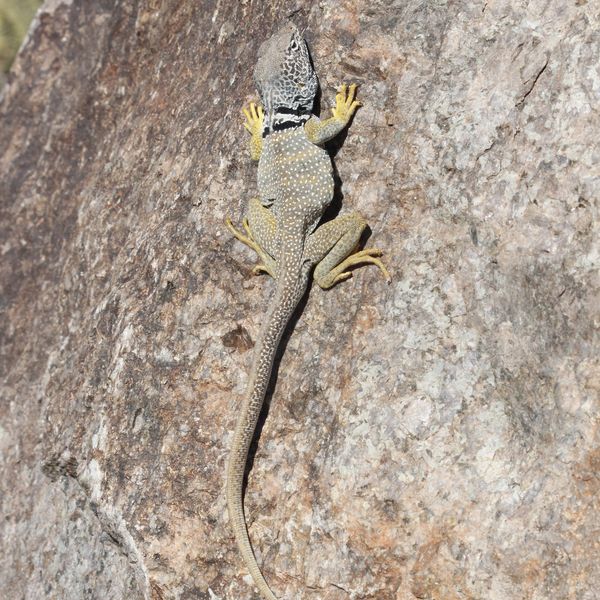 Arizona Herpetological Association