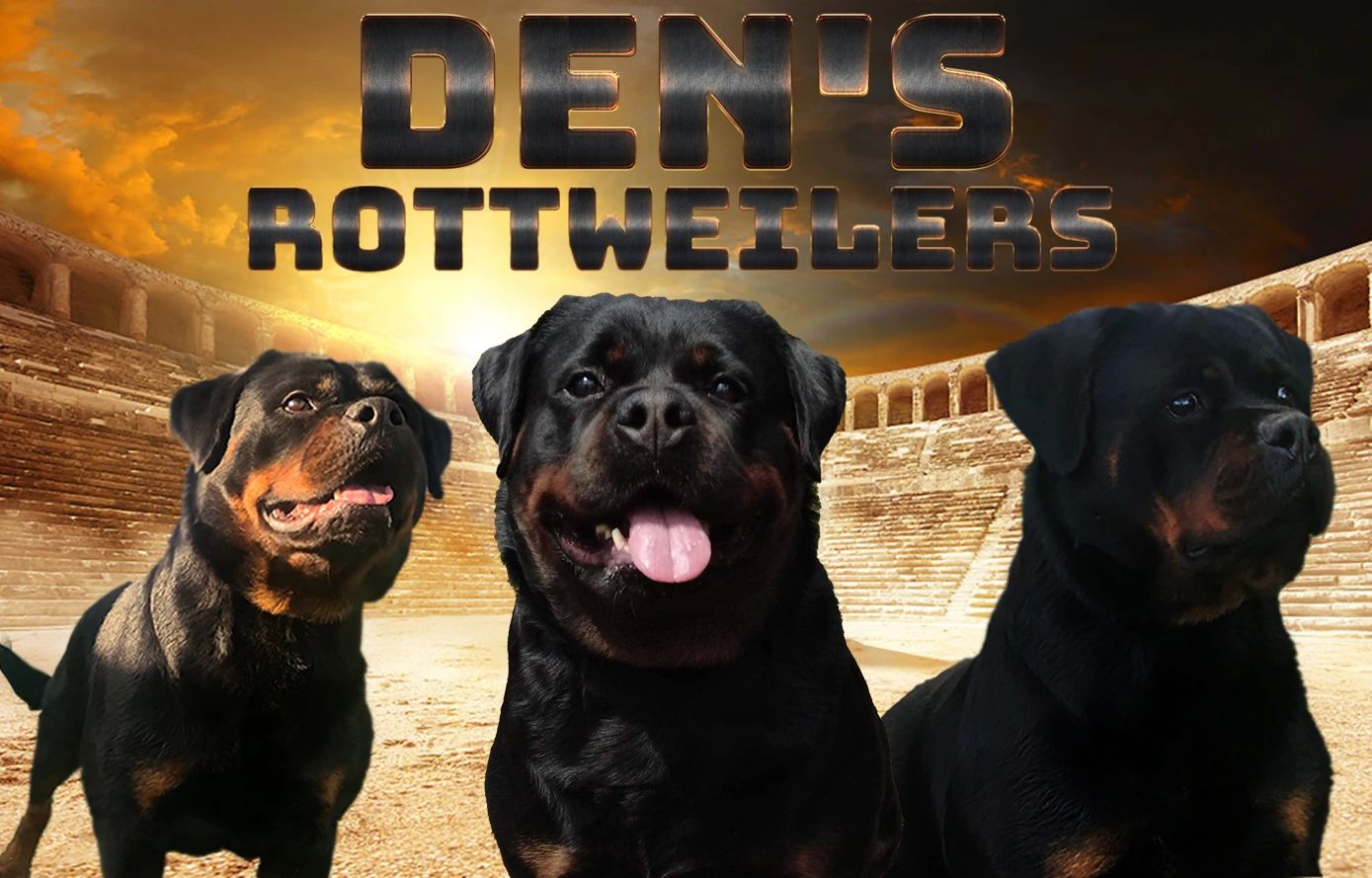Den's rottweilers - Rottweiler Puppies, Pet Services, Puppy for Sale