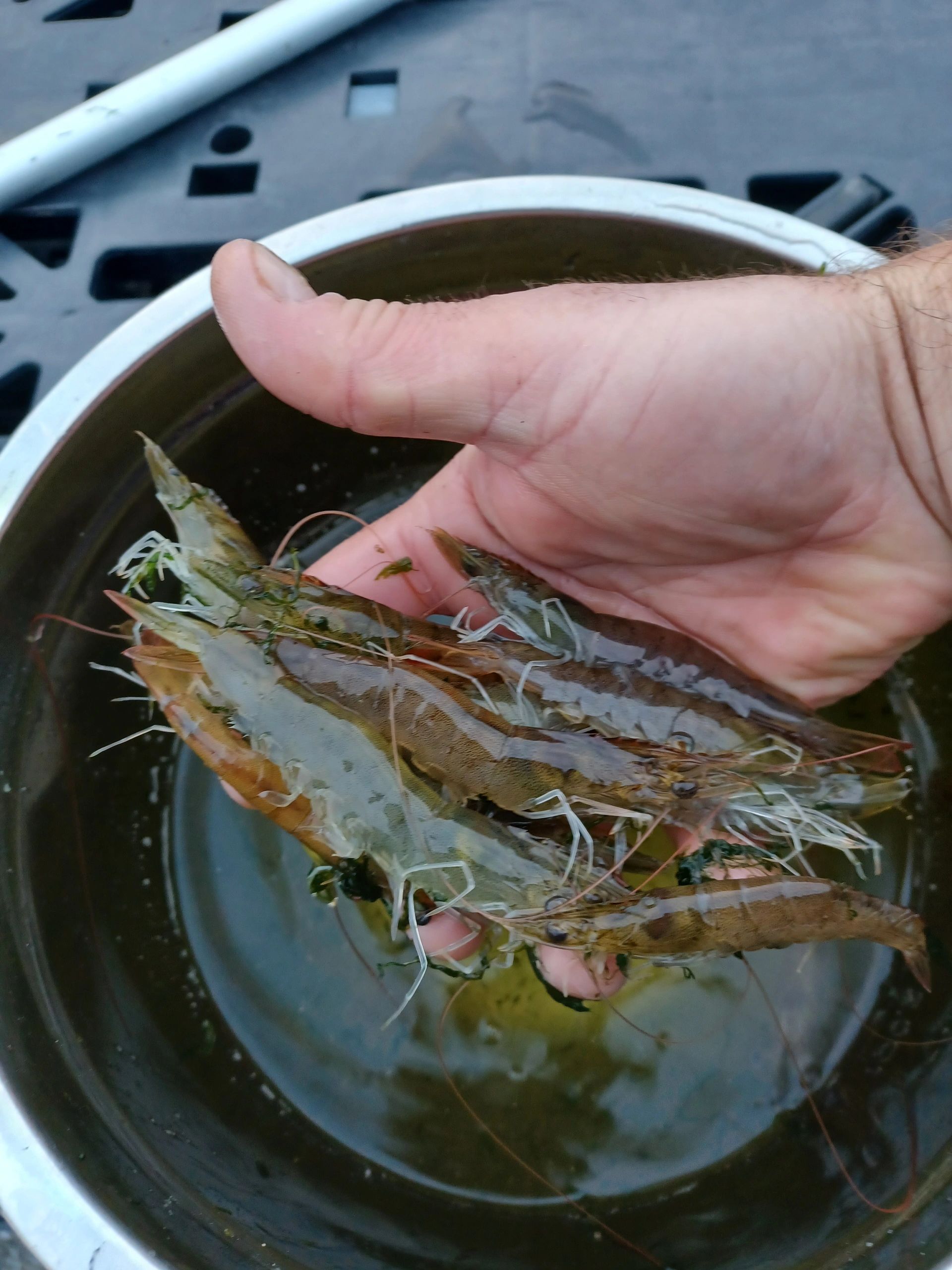Maine Grown Shrimp