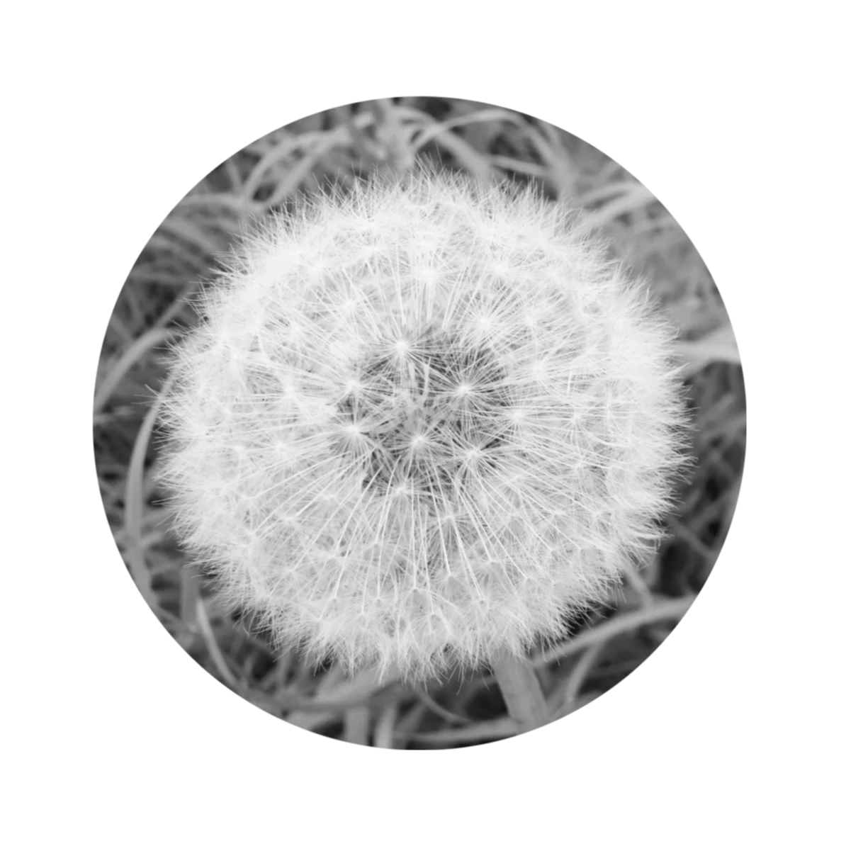 Psychologist - The Dandelion Centre