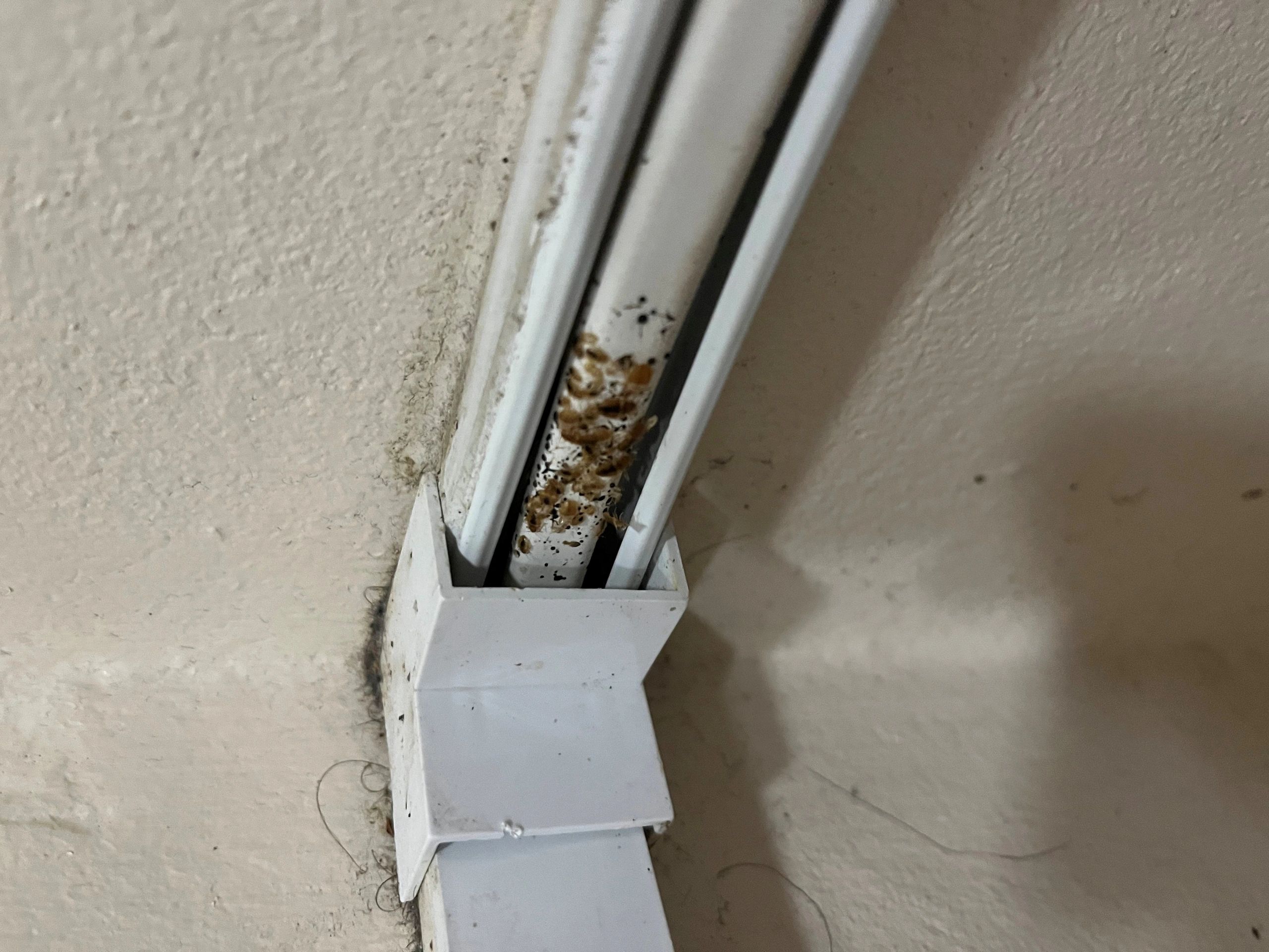 How To Spot Bed Bugs In Your Hotel Room