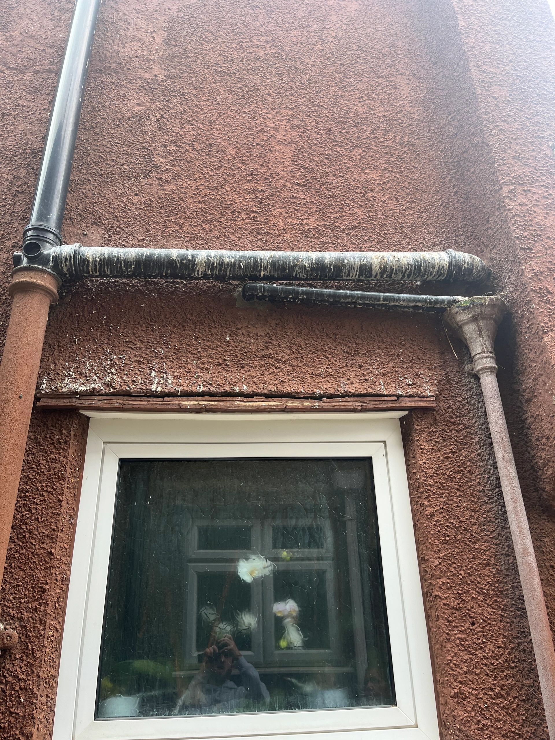 Feral Pigeon proofing and guano clean in West London