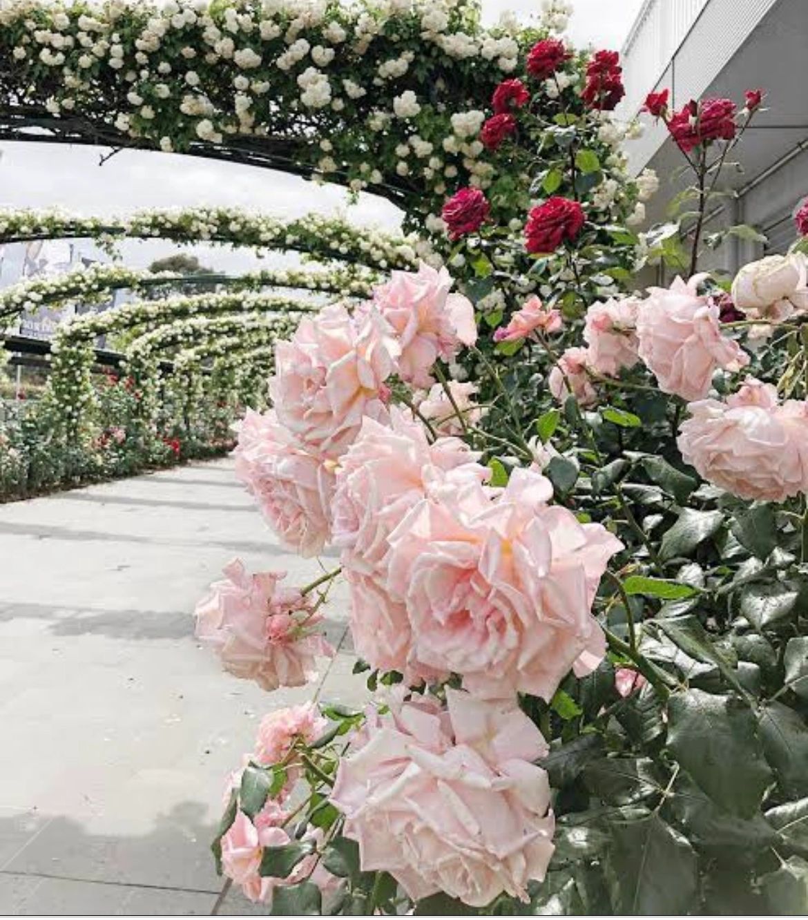 HOME [sweetsimplyflowers.com]