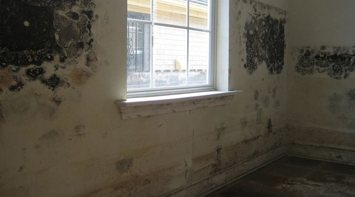 San Diego Environmental Mold Testing