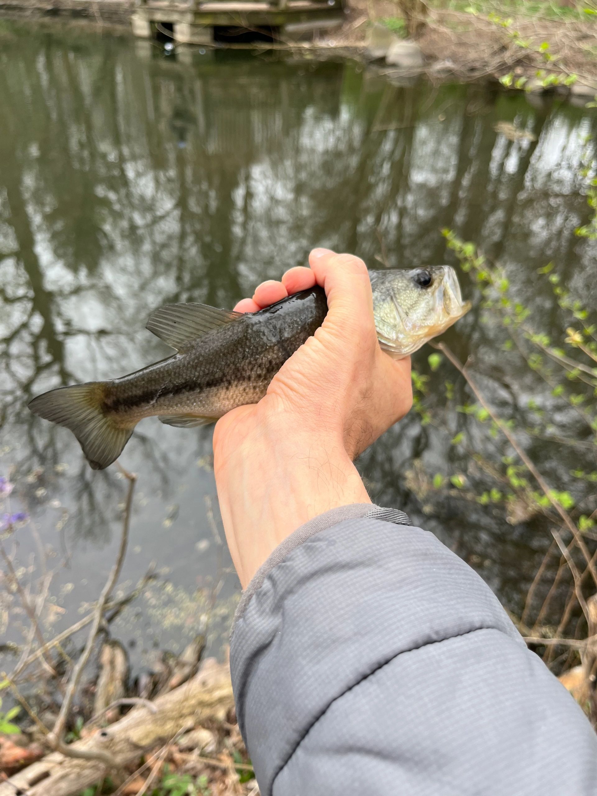 Bass Fishing Prospect Park, Brooklyn: A Hidden Urban Angling Gem
