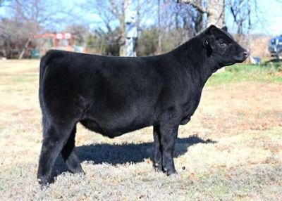 K 4 Cattle Company - Saler Cattle, Show Steers