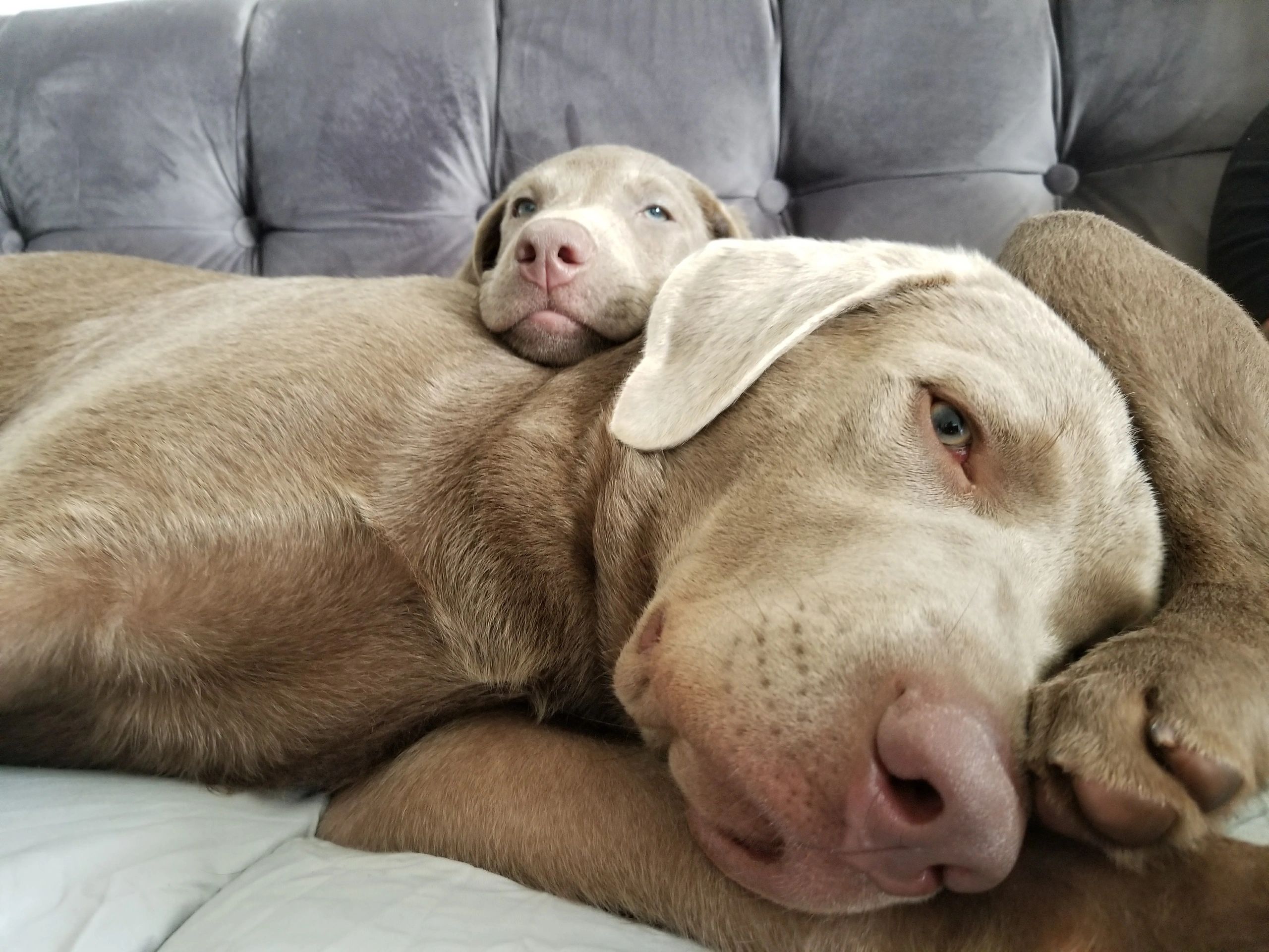 Dog God