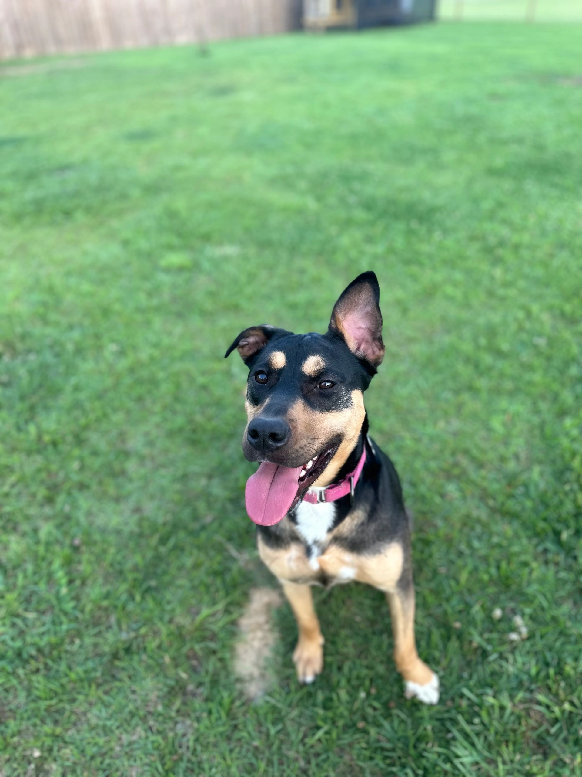 The Happy Tail Rescue - Animal Rescue, Dog Adoption