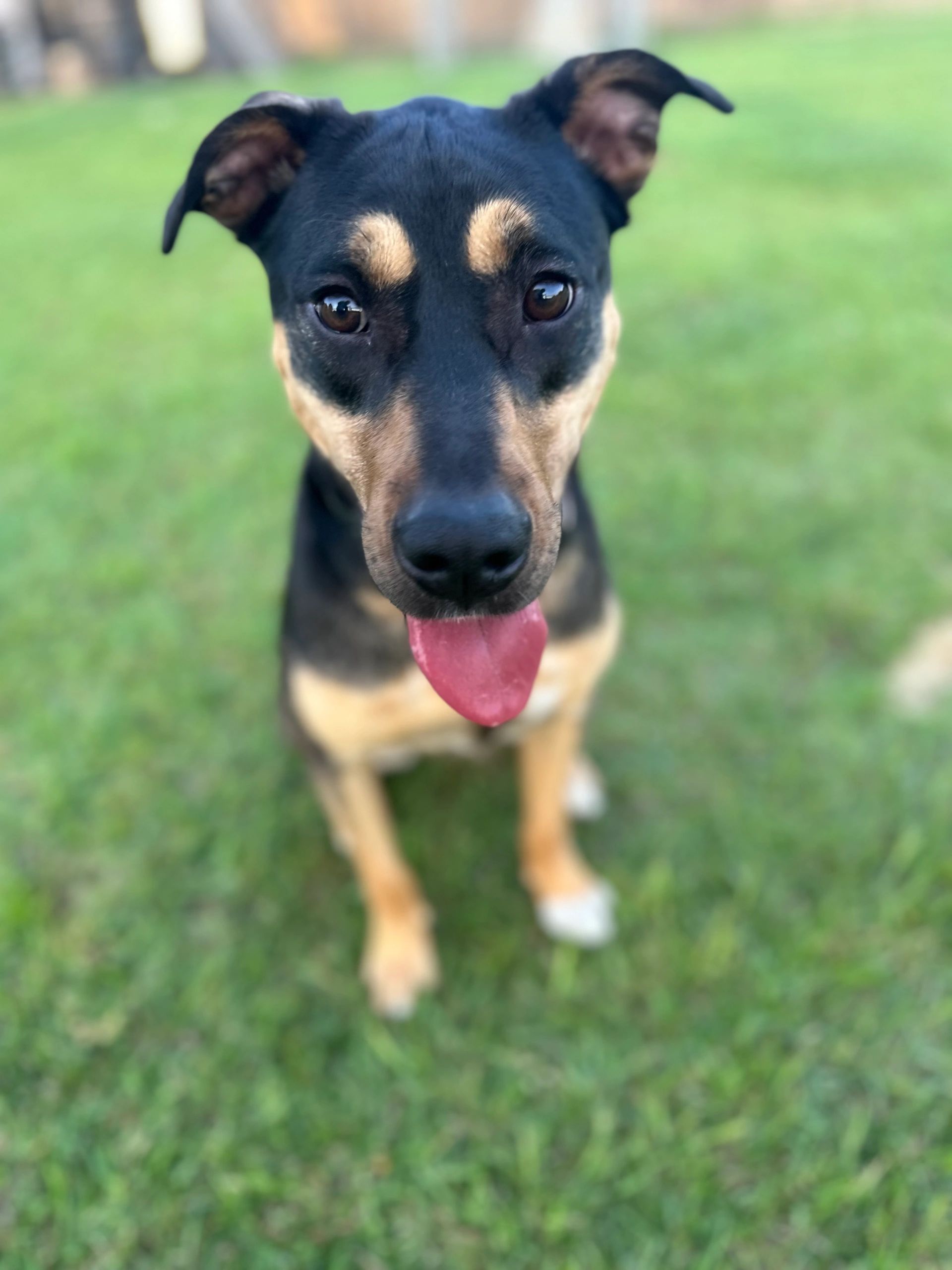 The Happy Tail Rescue - Animal Rescue, Dog Adoption