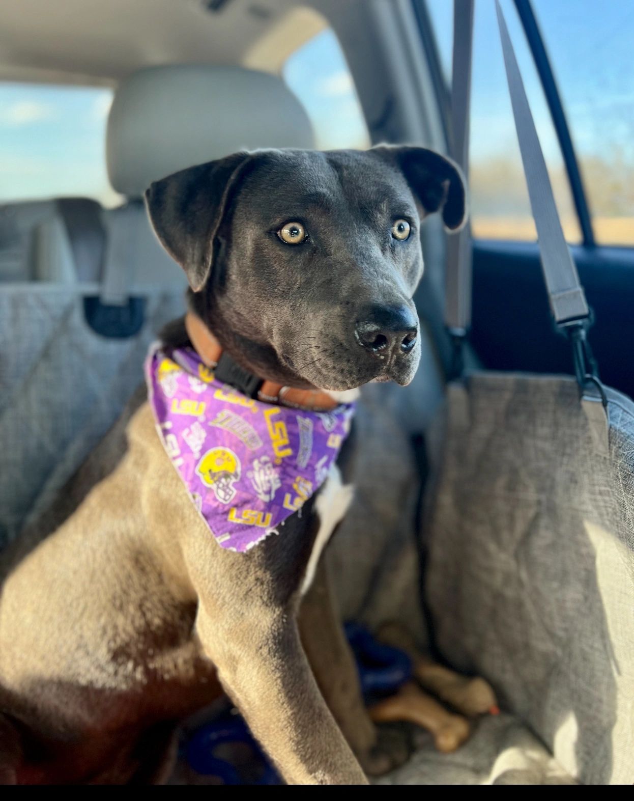 The Happy Tail Rescue - Animal Rescue, Dog Adoption